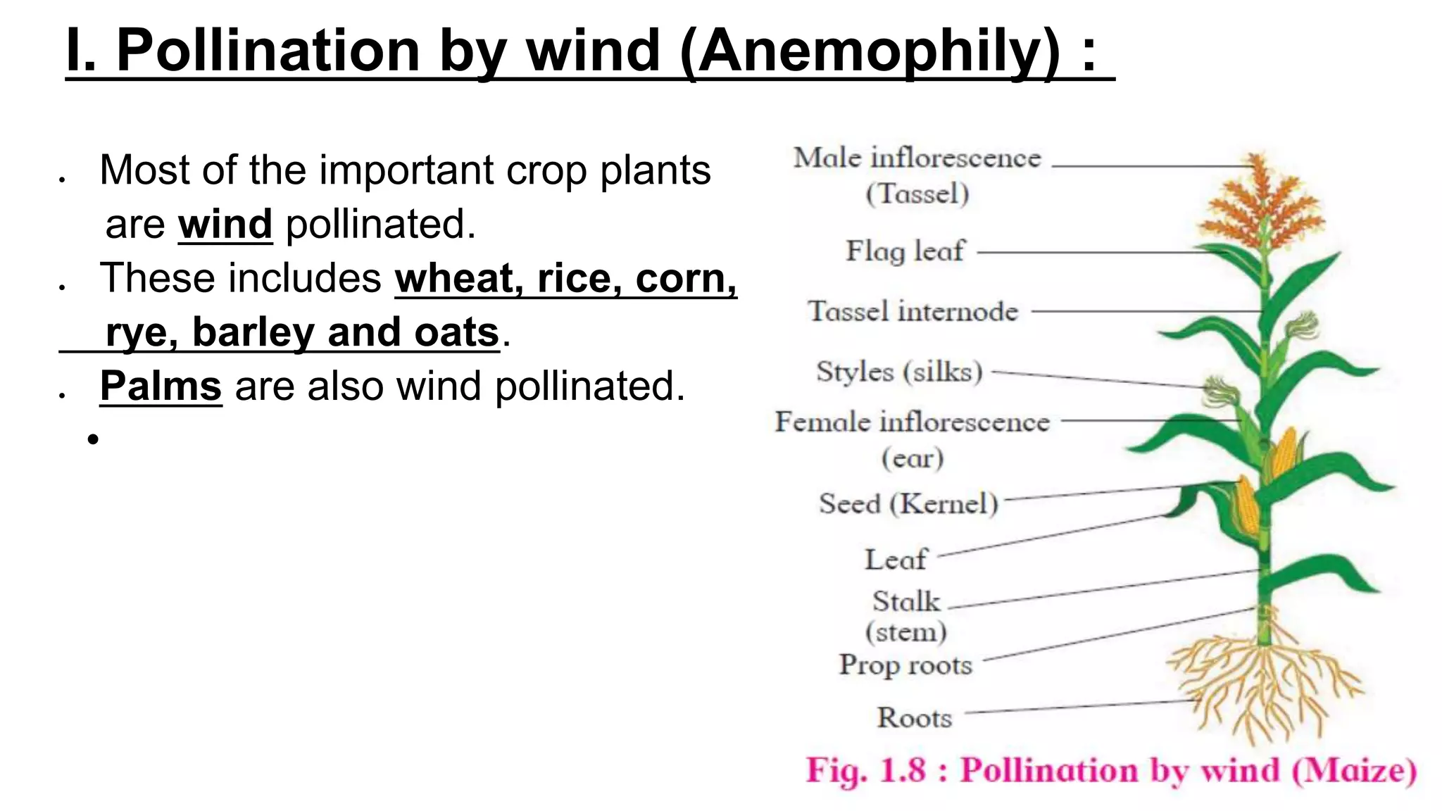 Reproduction in lower and higher plants | PPTX