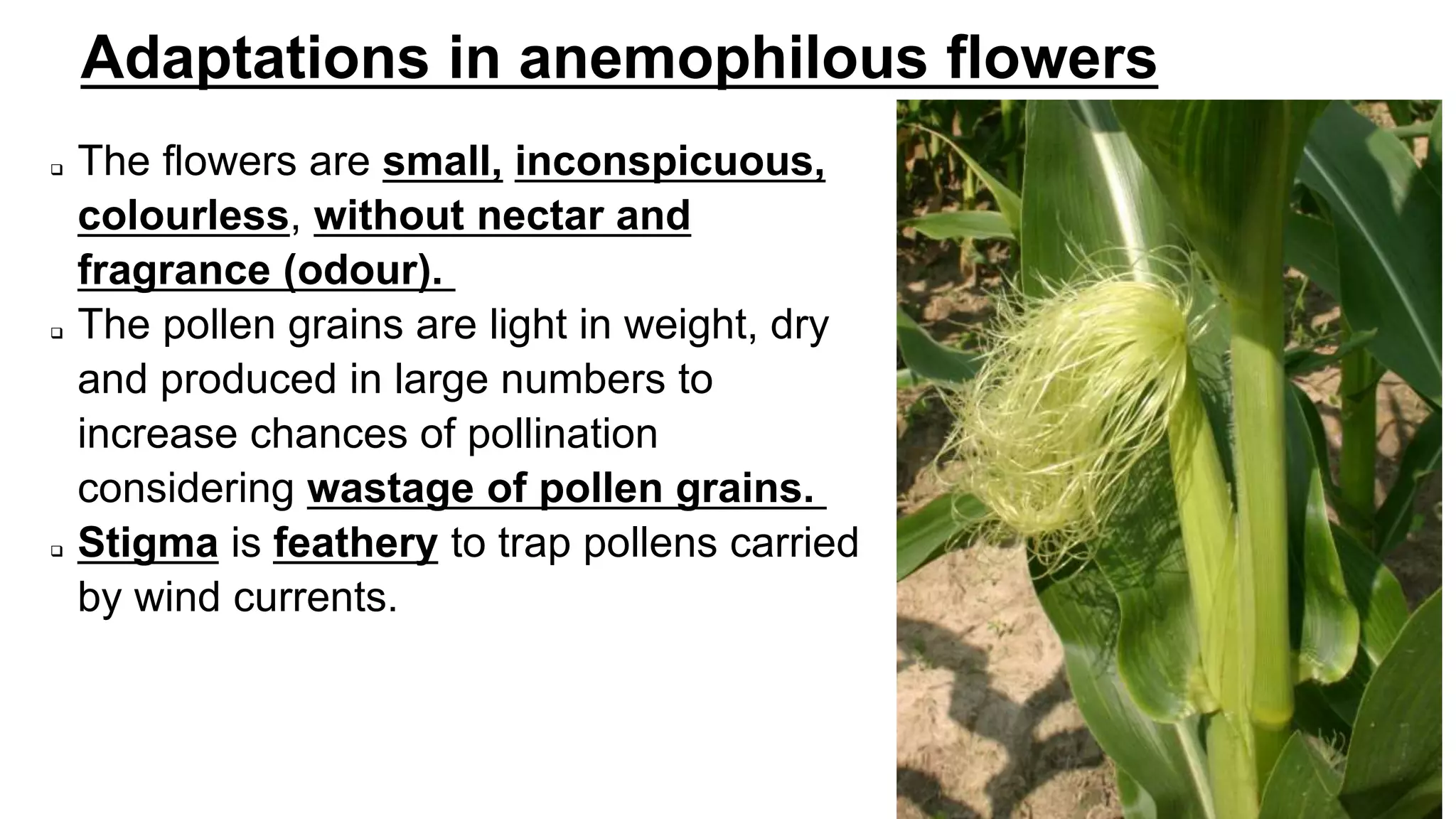 Reproduction in lower and higher plants | PPTX