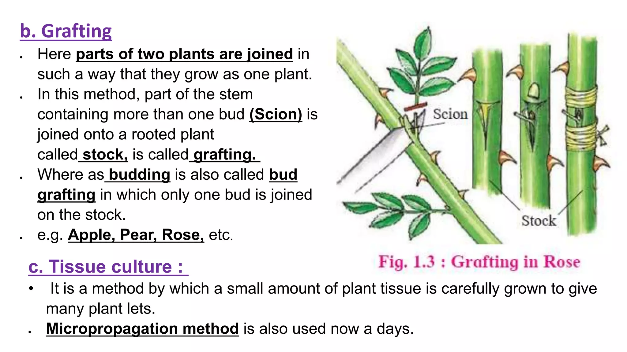 Reproduction in lower and higher plants | PPTX