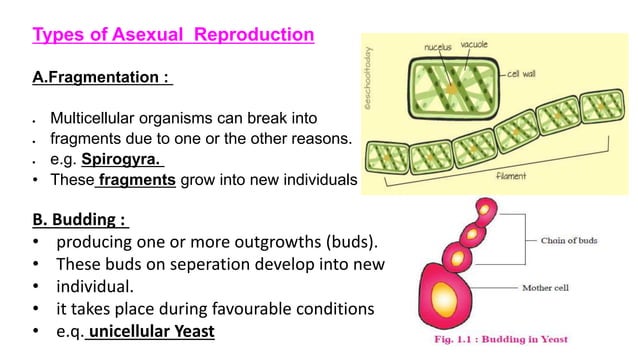 Reproduction in lower and higher plants | PPTX | Infertility ...