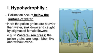 Reproduction in lower and higher plants | PPTX