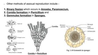 Reproduction in lower and higher plants | PPTX