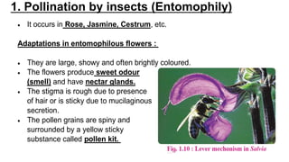 Reproduction in lower and higher plants | PPTX