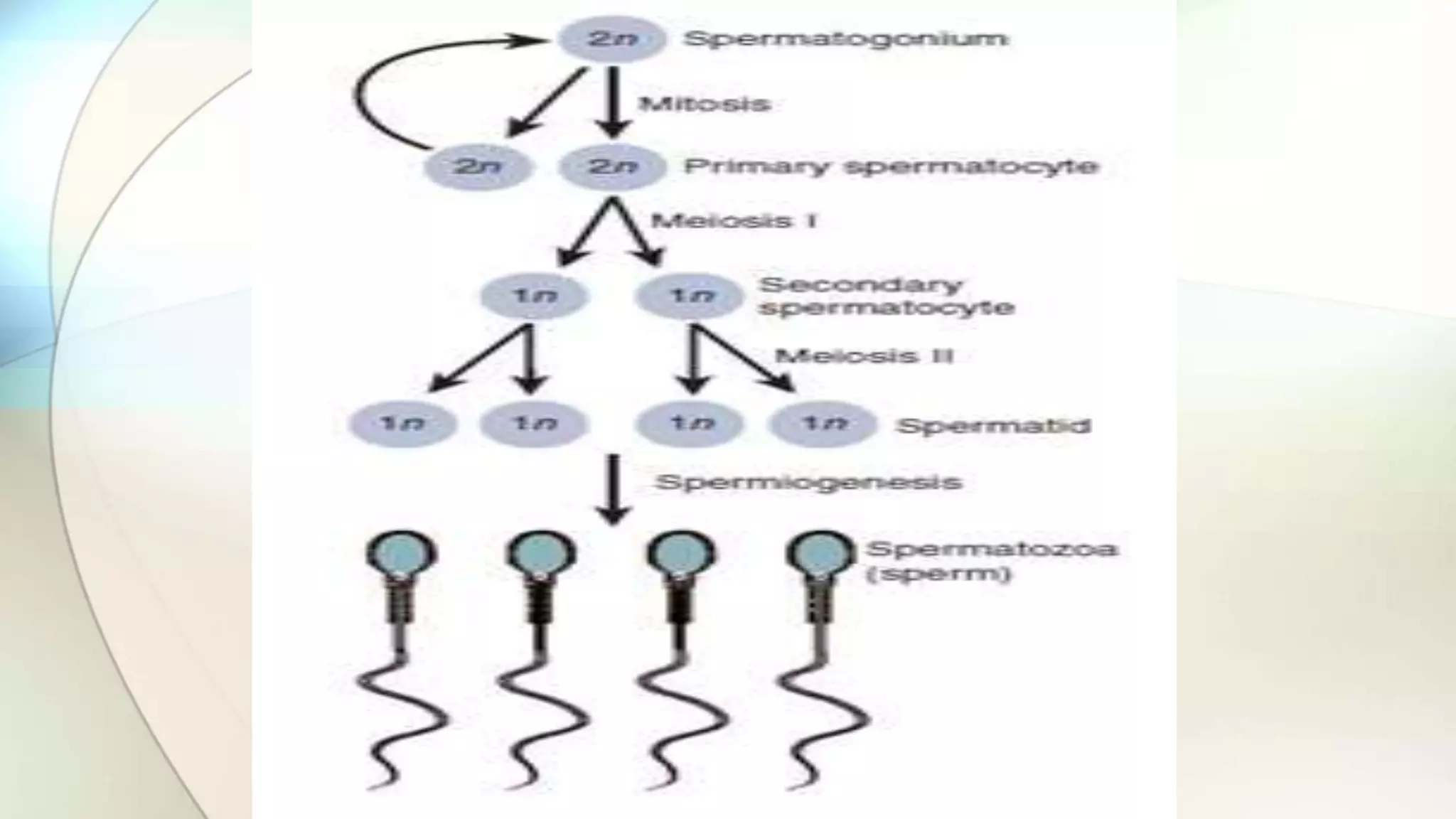 Reproduction in man MALE REPRODUCTIVE SYSTEM | PPT