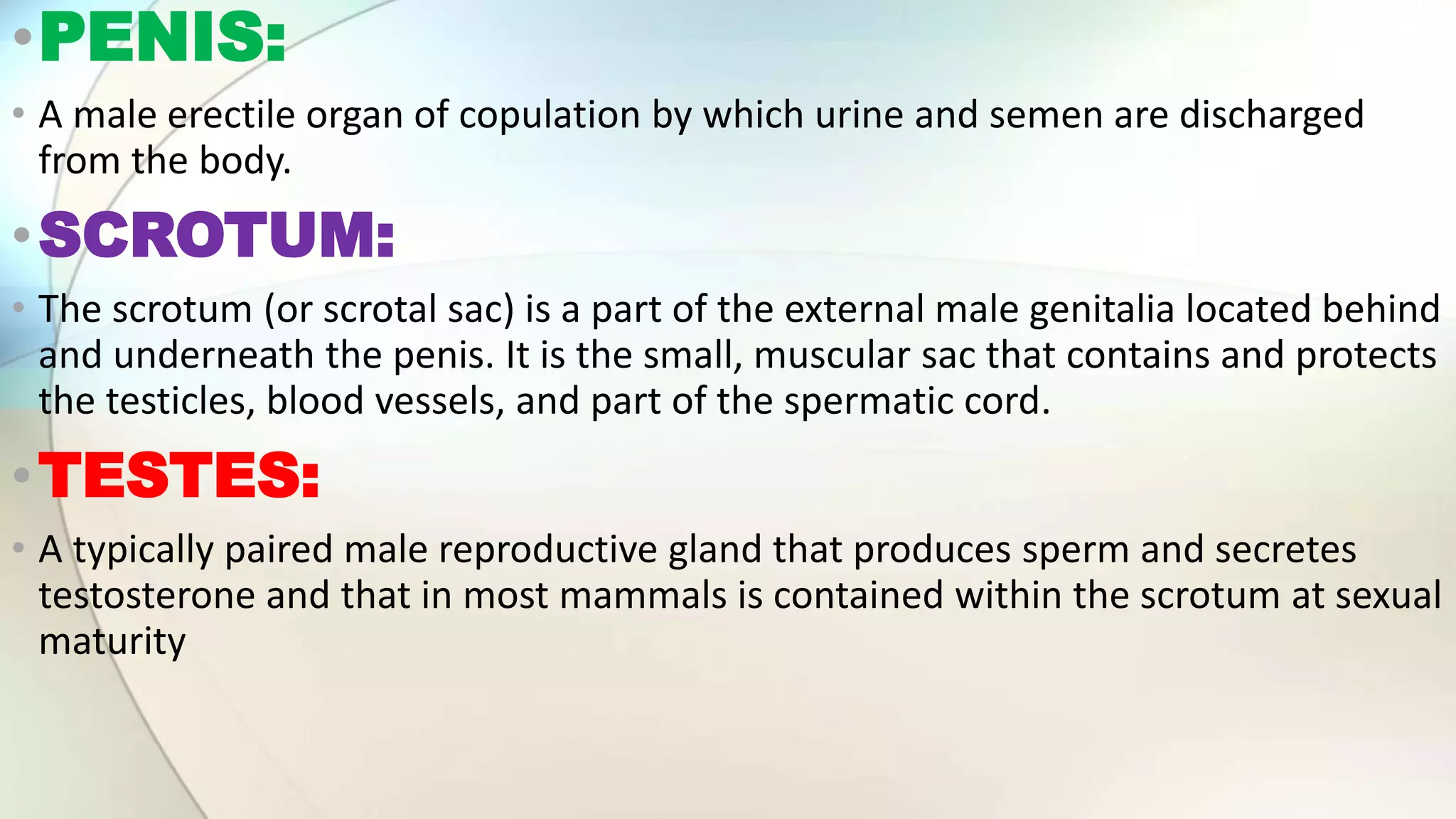 Reproduction in man MALE REPRODUCTIVE SYSTEM | PPT
