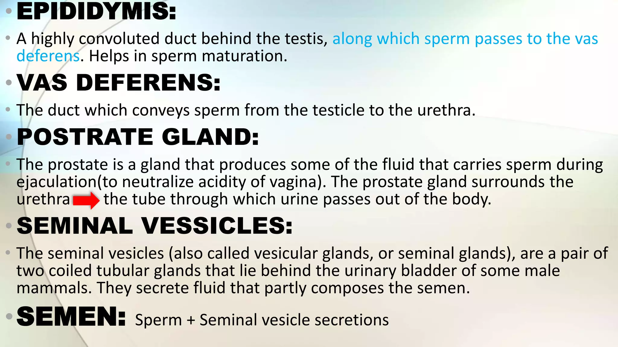 Reproduction in man MALE REPRODUCTIVE SYSTEM | PPT