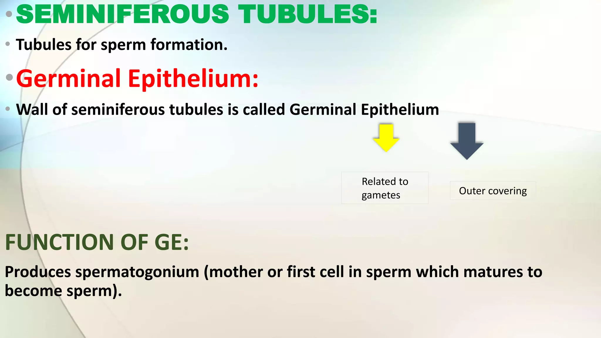 Reproduction in man MALE REPRODUCTIVE SYSTEM | PPT