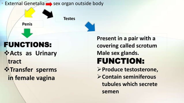 Reproduction in man MALE REPRODUCTIVE SYSTEM | PPT