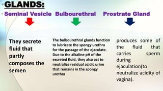 Reproduction in man MALE REPRODUCTIVE SYSTEM | PPT