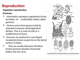 Reproduction in Marchantia.pptx. presentation | PPT