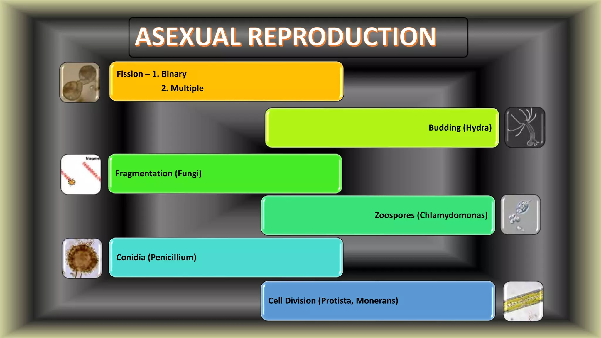 Reproduction in organism | Class XII | Biology | PPTX