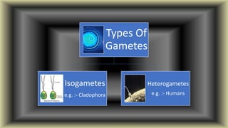 Reproduction in organism | Class XII | Biology | PPTX