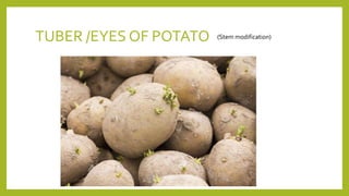 REPRODUCTION IN ORGANISM.pptx