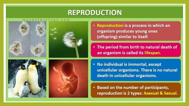 REPRODUCTION IN ORGANISM.pptx
