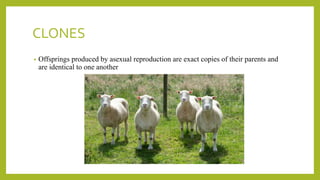 REPRODUCTION IN ORGANISM.pptx