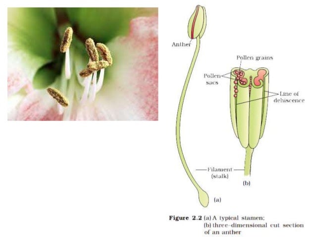 Reproduction in organism 2014 mohanbio