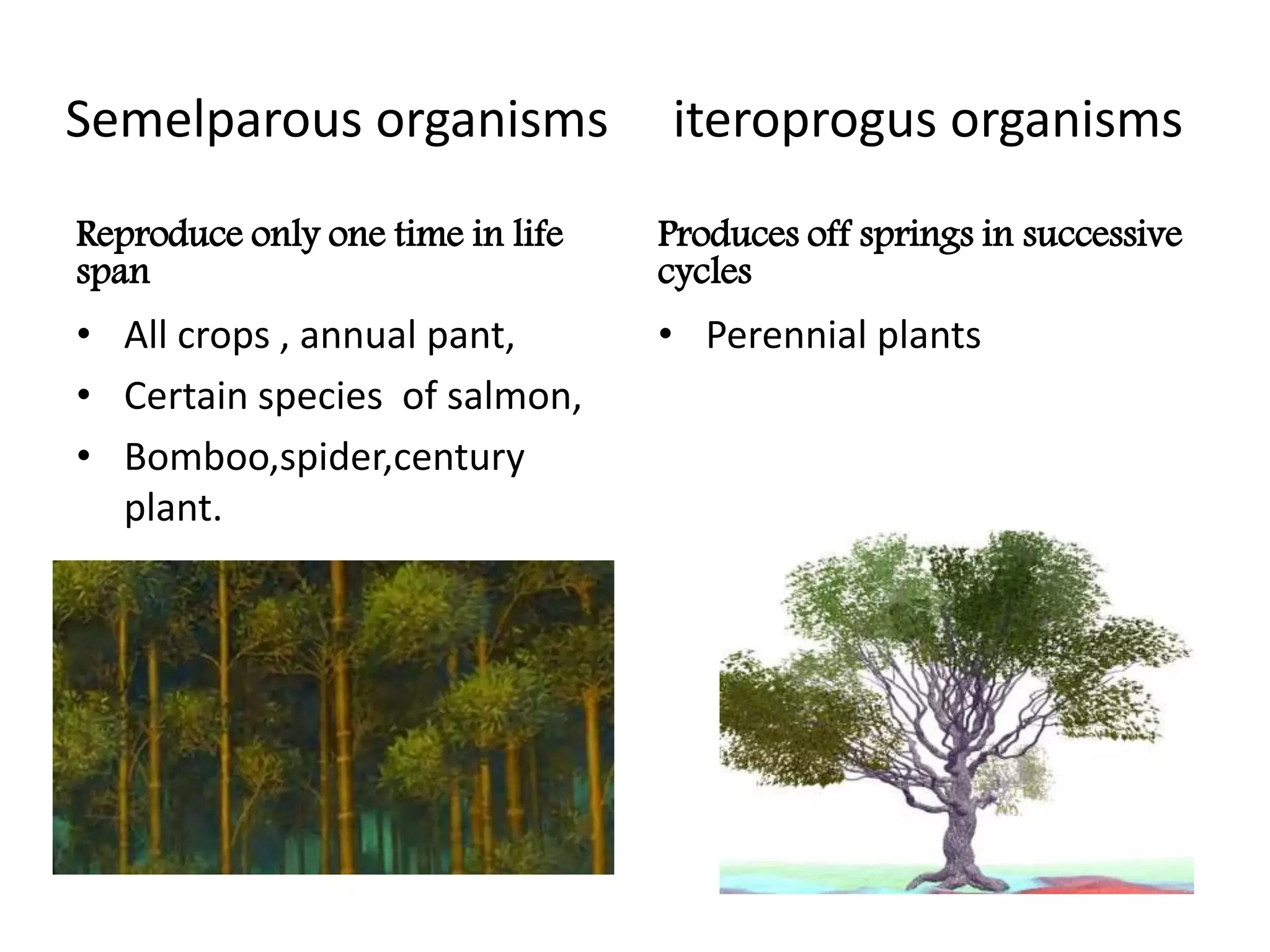 Reproduction in organisms | PPTX