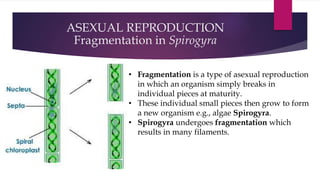 Reproduction in organisms | PPT