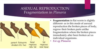 Reproduction in organisms | PPT