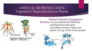 Reproduction in organisms | PPTX