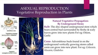 Reproduction in organisms | PPT