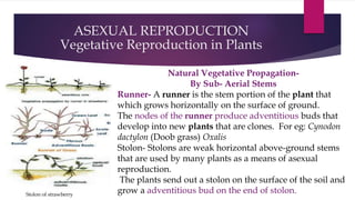 Reproduction in organisms | PPT