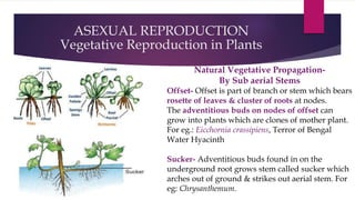 Reproduction in organisms | PPT