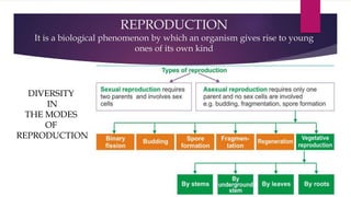 Reproduction in organisms | PPT