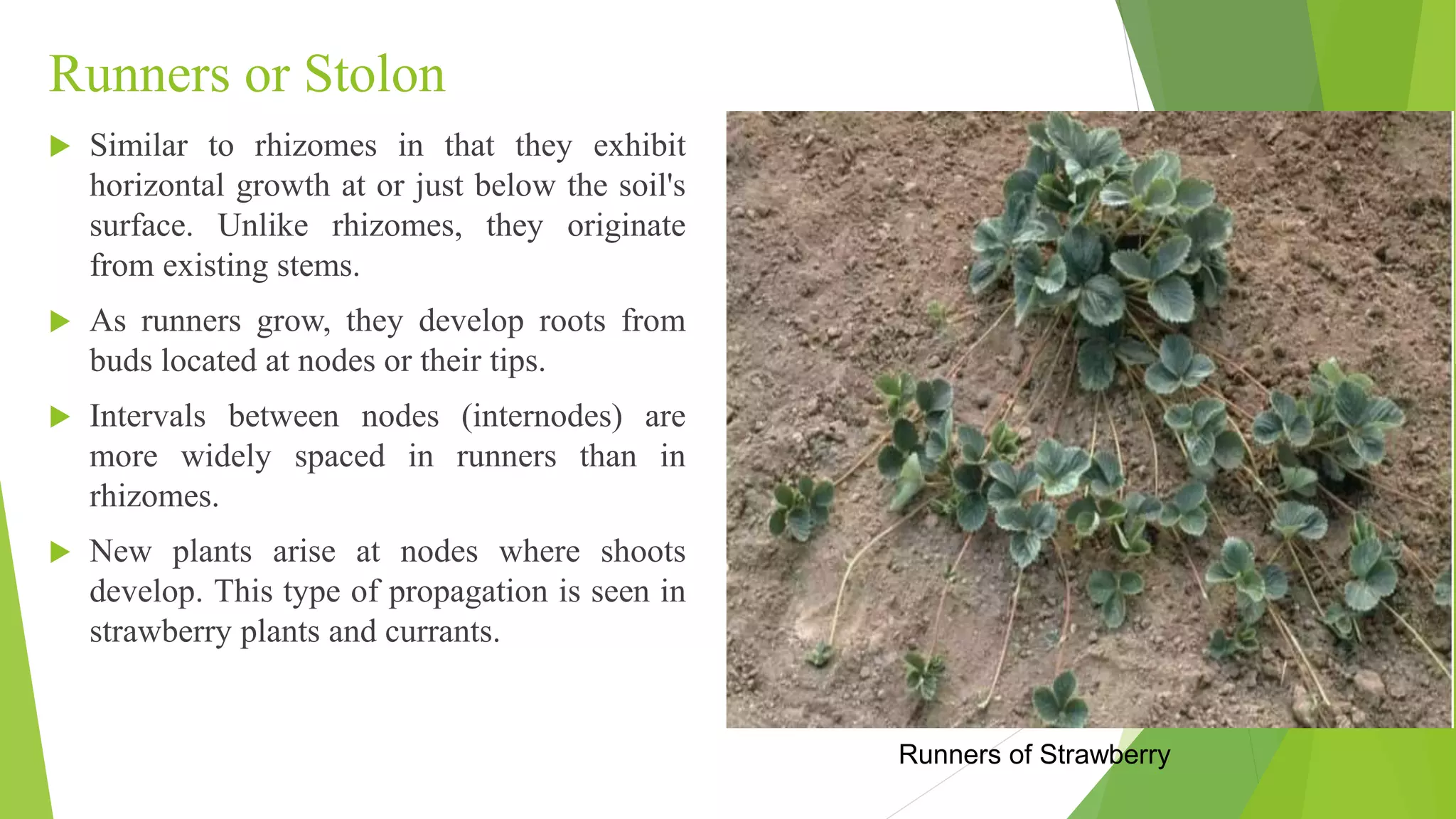 Reproduction in organisms, Class XII | PPTX