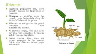 Reproduction in organisms, Class XII | PPTX