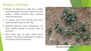 Reproduction in organisms, Class XII | PPTX