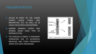Reproduction in organisms | PPT