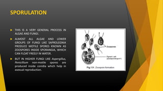 Reproduction in organisms | PPTX
