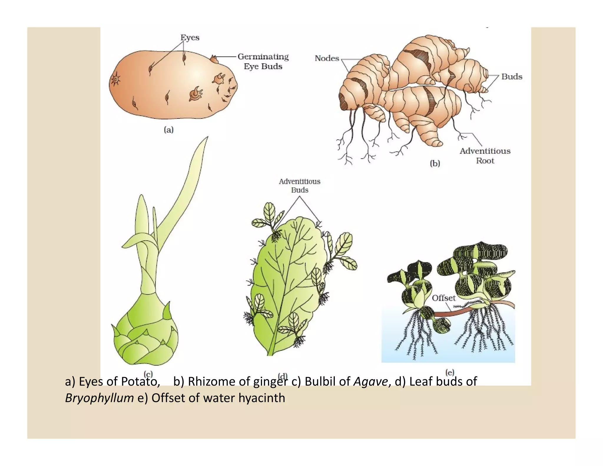 Reproduction in organisms. | PPT