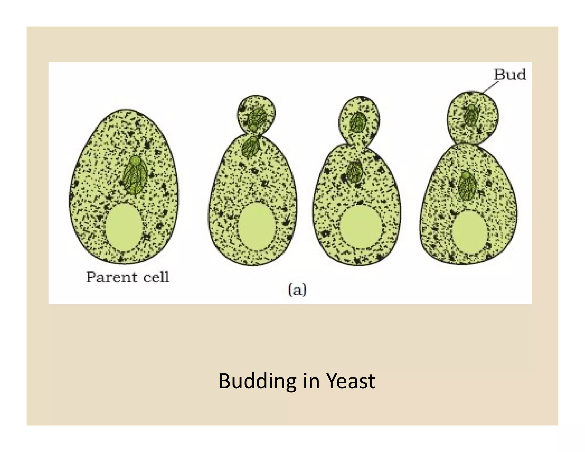 Reproduction in organisms. | PPT