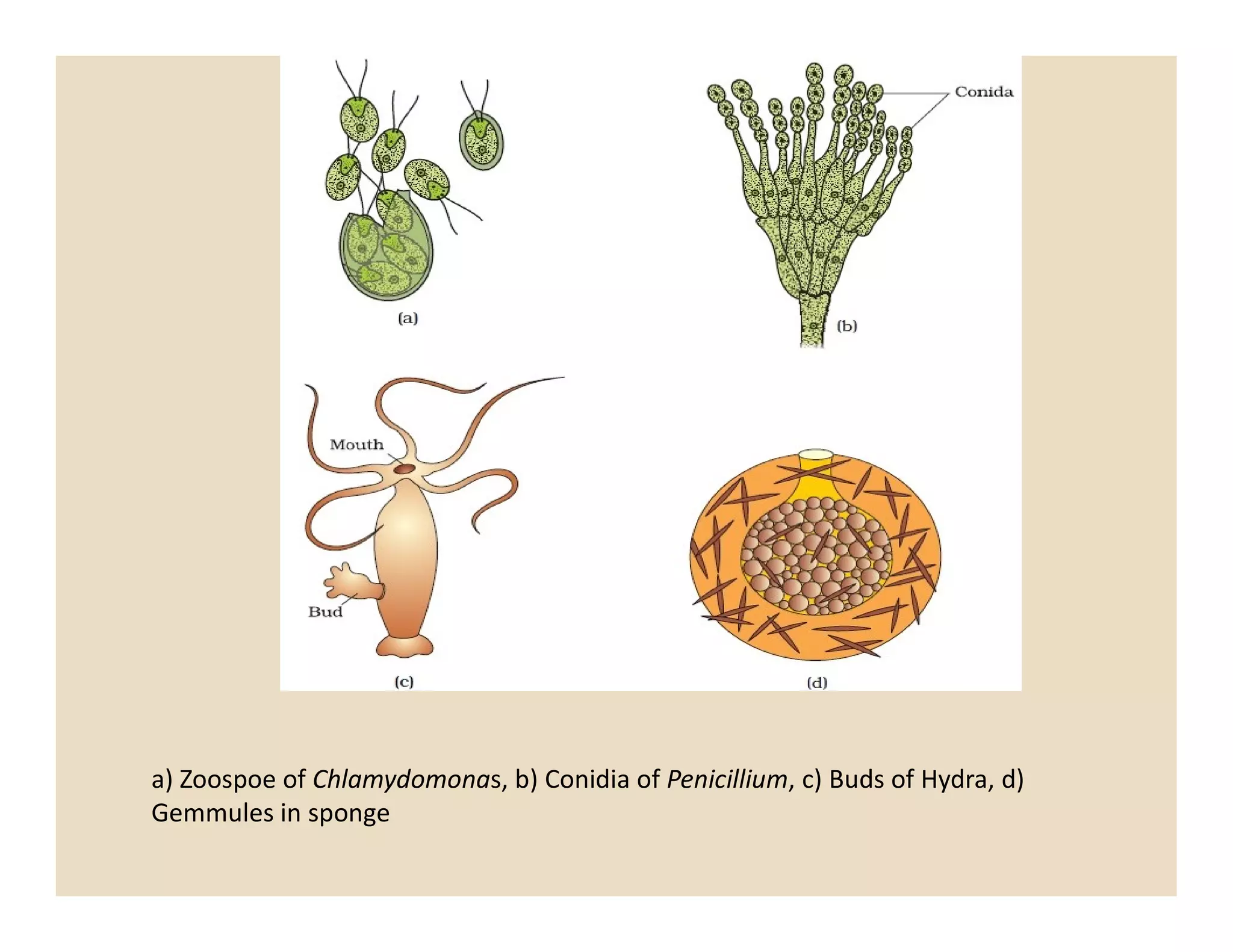 Reproduction in organisms. | PPT