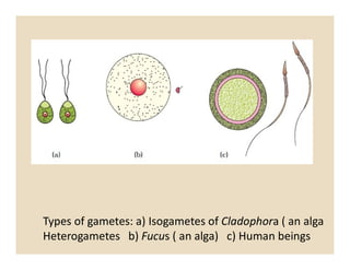 Reproduction in organisms. | PPT