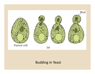 Reproduction in organisms. | PPT