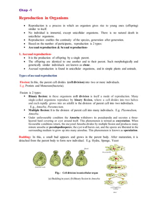 Reproduction in Organisms | PDF