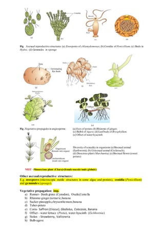 Reproduction in Organisms | PDF