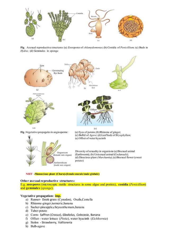 Reproduction in Organisms | PDF