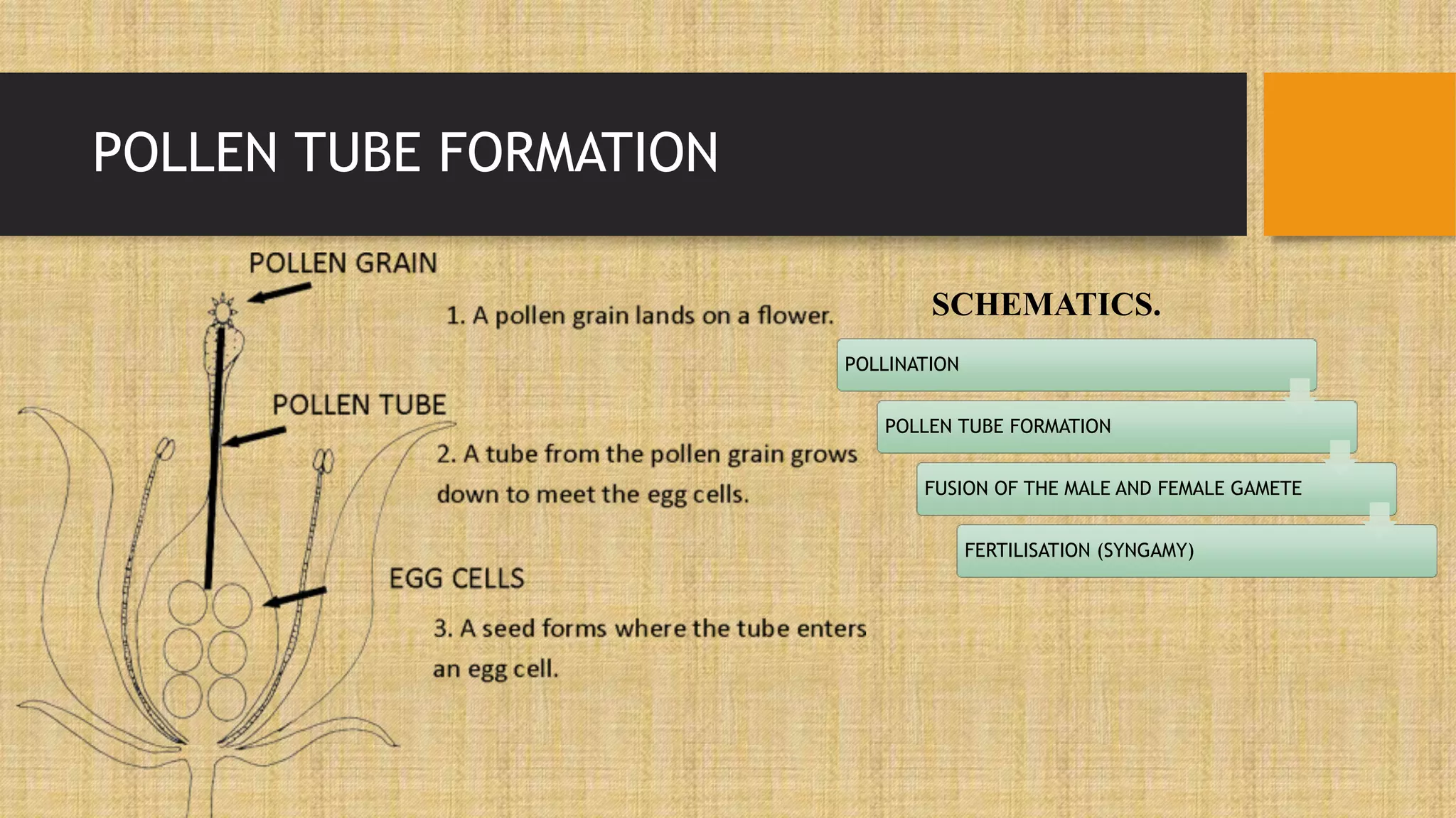 Reproduction in organisms | PPTX