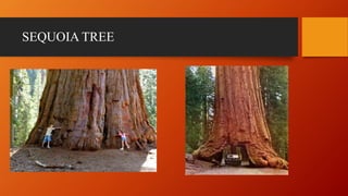 Reproduction in organisms | PPTX