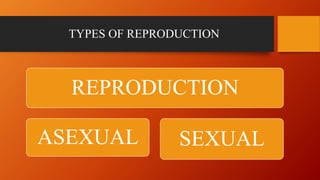 Reproduction in organisms | PPT