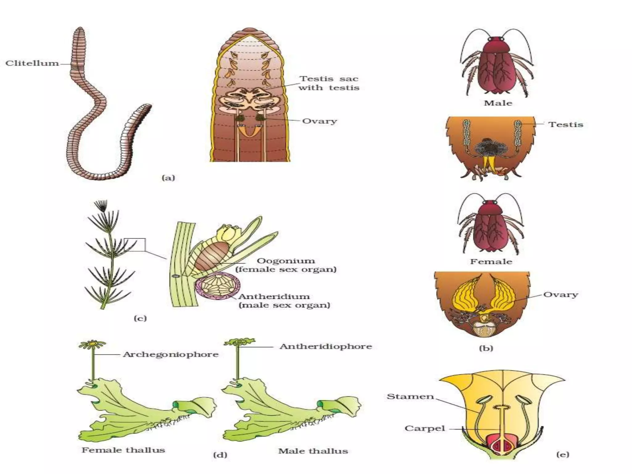 Reproduction in organisms, Life cycle phases, Asexual and sexual ...