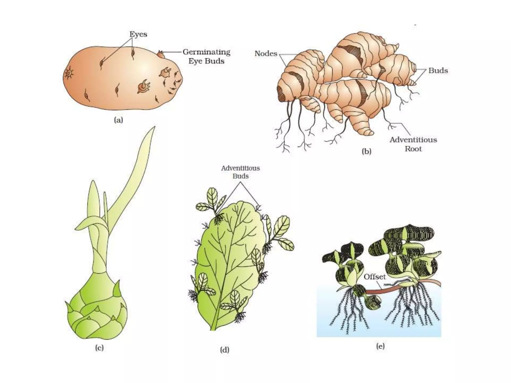 Reproduction in organisms, Life cycle phases, Asexual and sexual ...