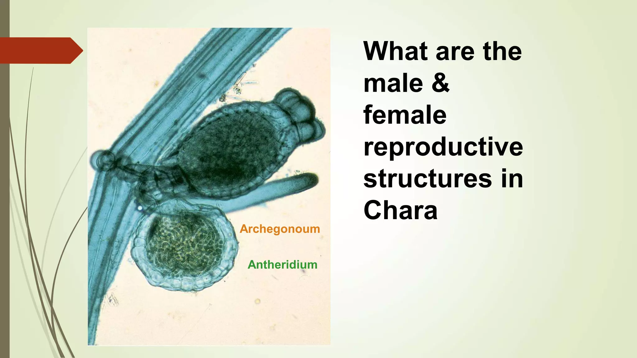 reproduction in organisms | PPT