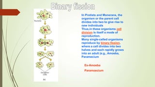 reproduction in organisms | PPT