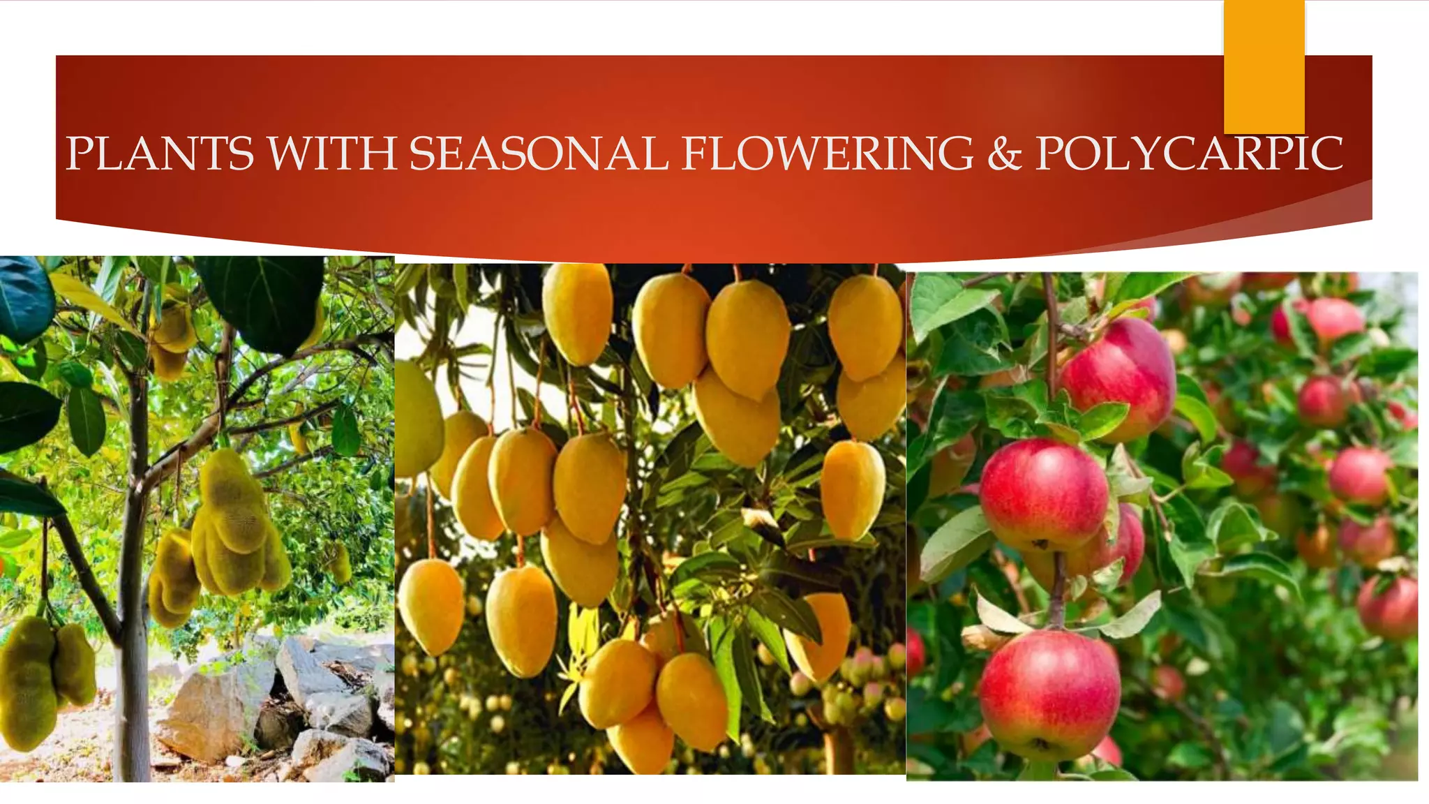 Reproduction in organisms | PPTX