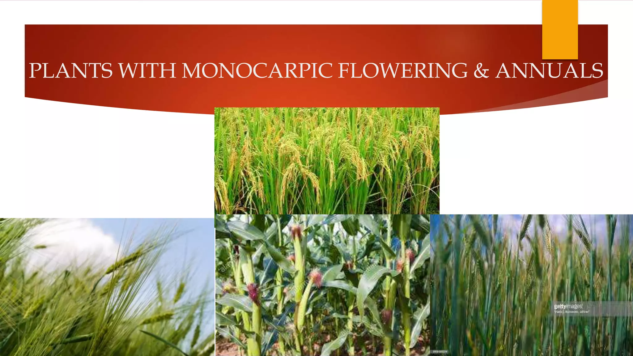 Reproduction in organisms | PPTX